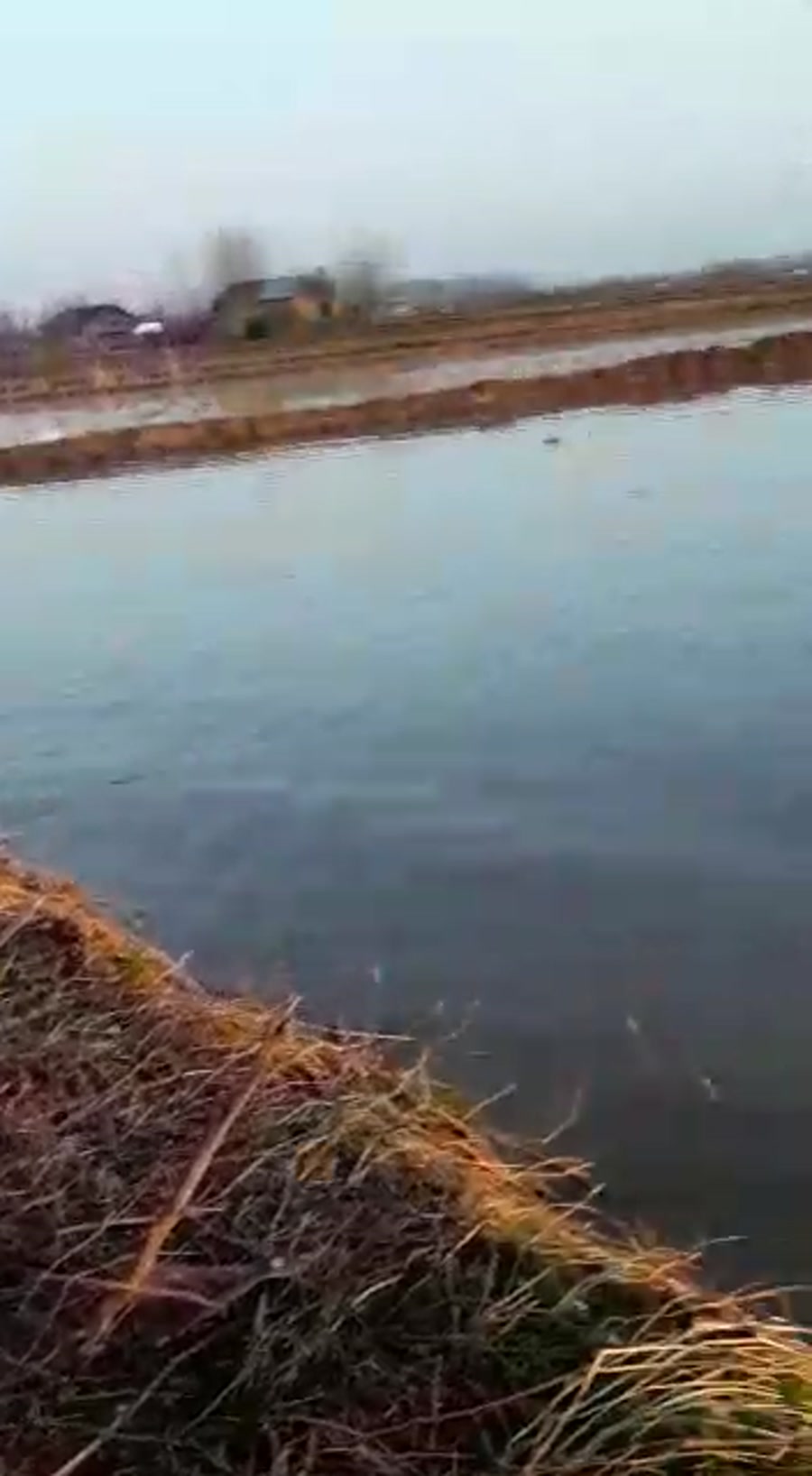 غذا خوردن اردک در غروب آفتاب