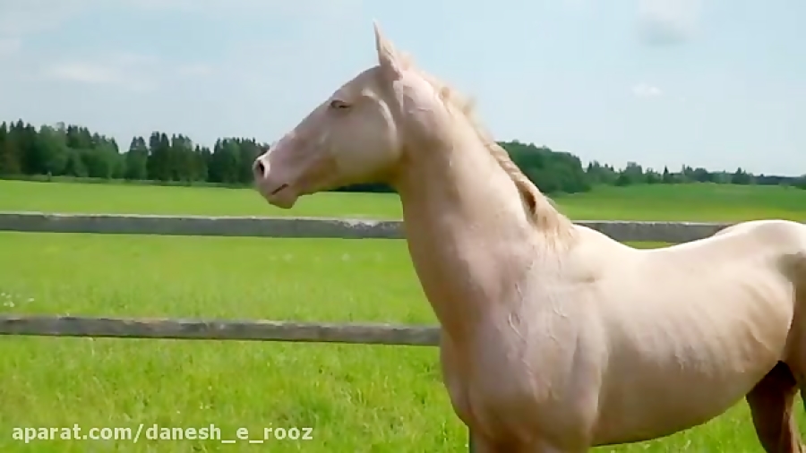 اسب | آخال تکه | اسب ترکمن