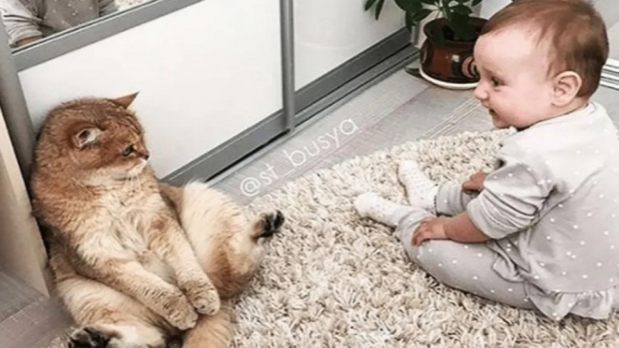 گربه بامزه و شیطون کلیپ حیوانات خانگی دوستی گربه ها