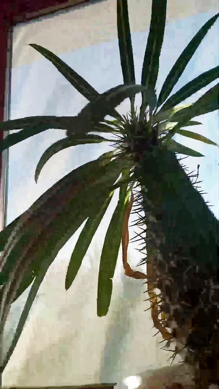 نخل ماداگاسکار