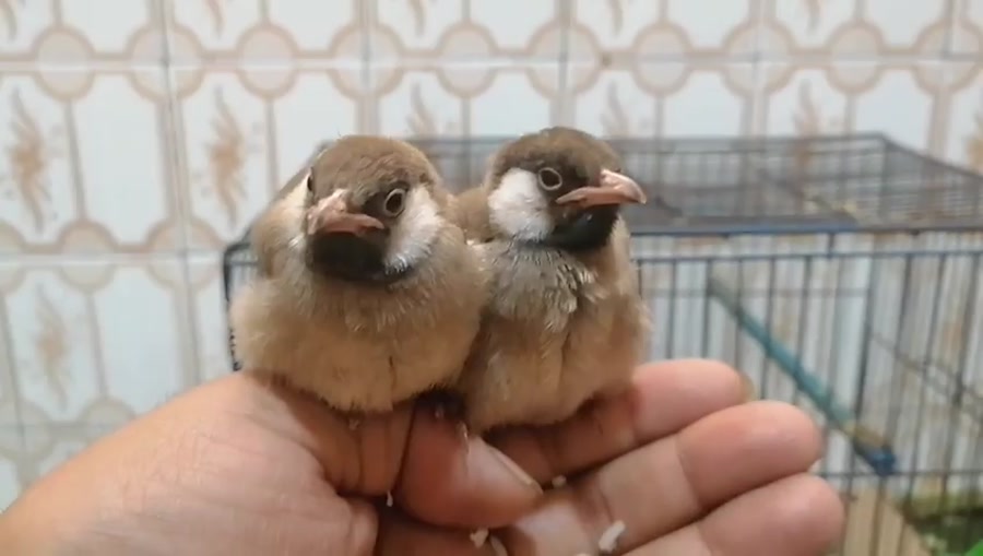 جوجه بلبل در حال استراحت بعد از خوردن غذا