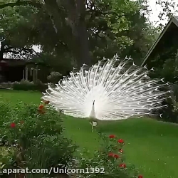 کلیپ از حافظ حامد