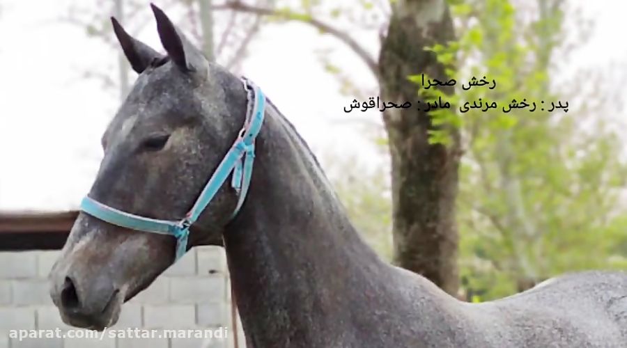 اسب آخال تکه آخال یموت ایرانی، رخش صحرا ستار مرندی