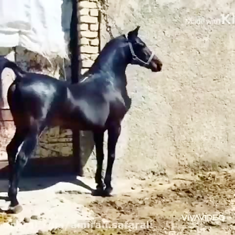 اسب گرون قیمت زیبا‌