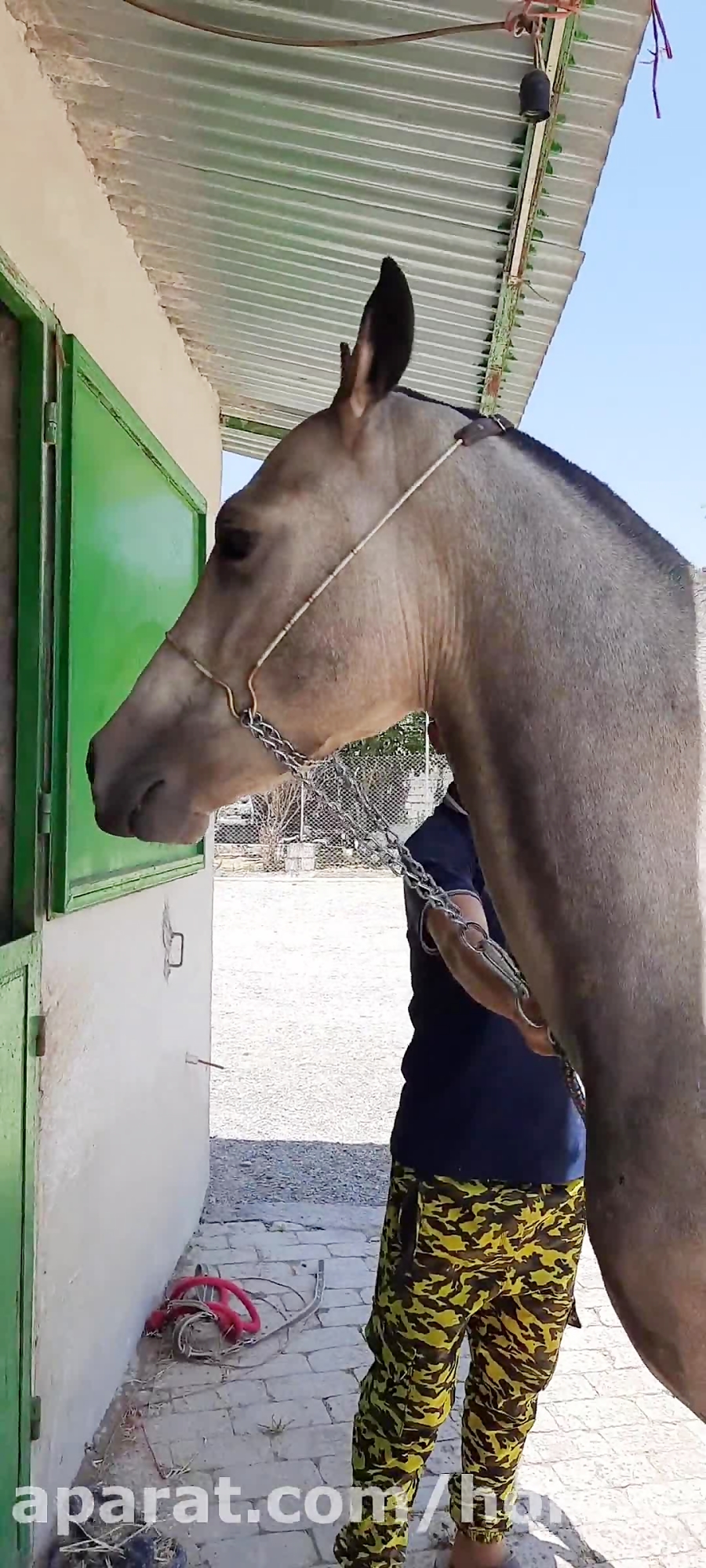 اسب فروشی نریان ترکمن آخال تکه سمند