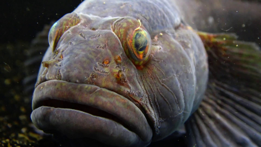 گاوماهی راتان: Ponticola ratan