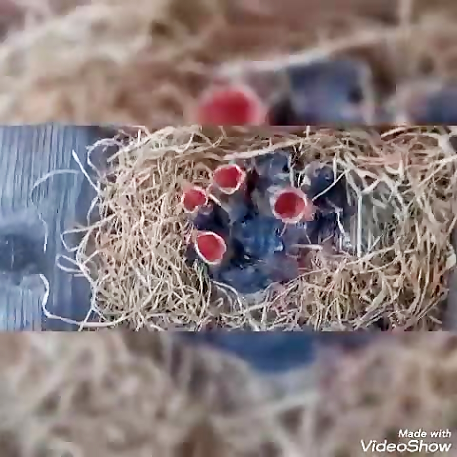 جوجه بلبل خرما