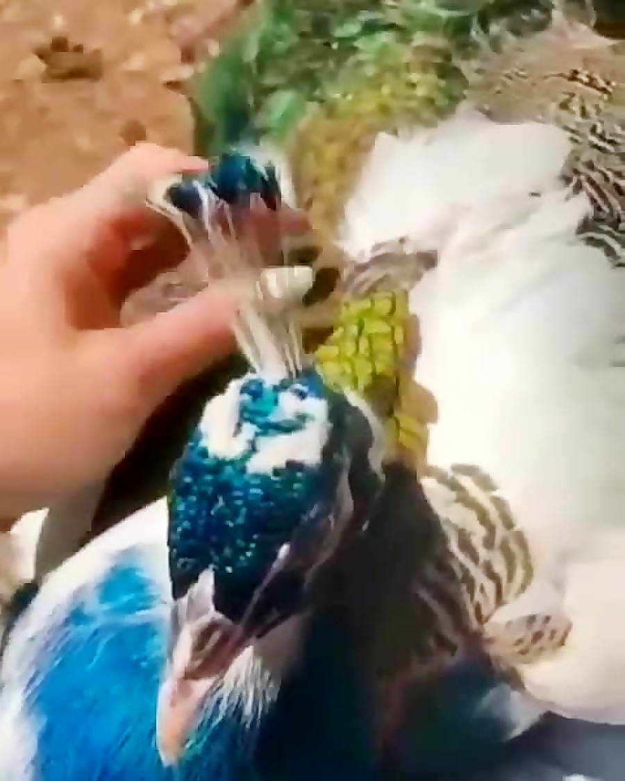 طاووس زیبا .حیوان خانگی