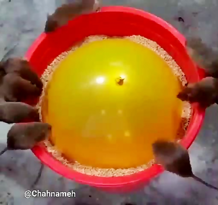 این موش ها رو نگاه کن