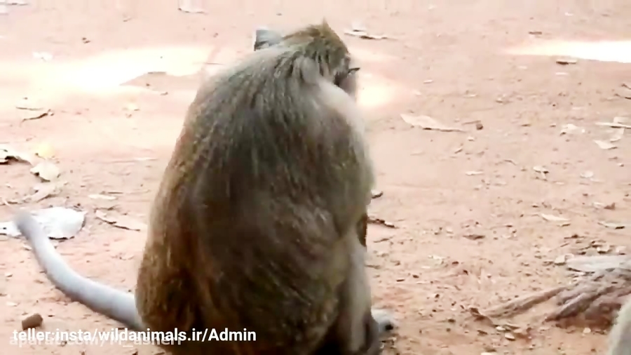 راز بقا جدید خارجی / نبرد حیوانات وحشی / رازبقا