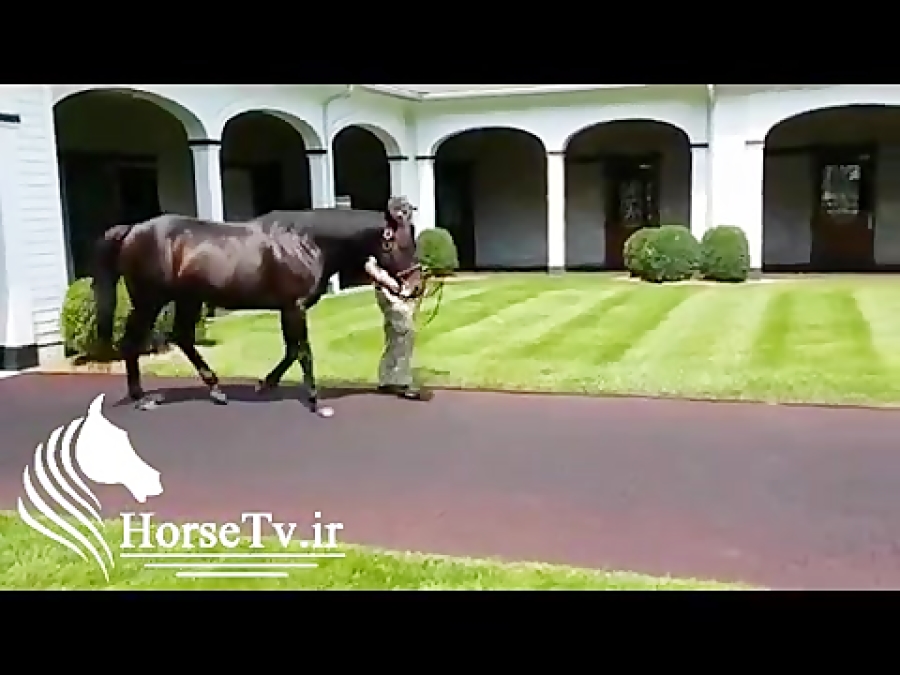 اسب تروبرد خارجی - سیلمی تروبرد