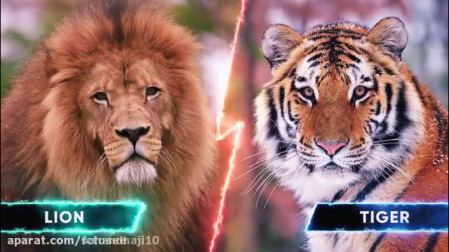 tiger vs lion