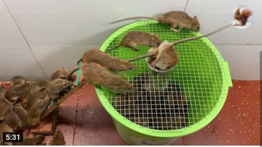 ساخت تله موش ساده و کارامد