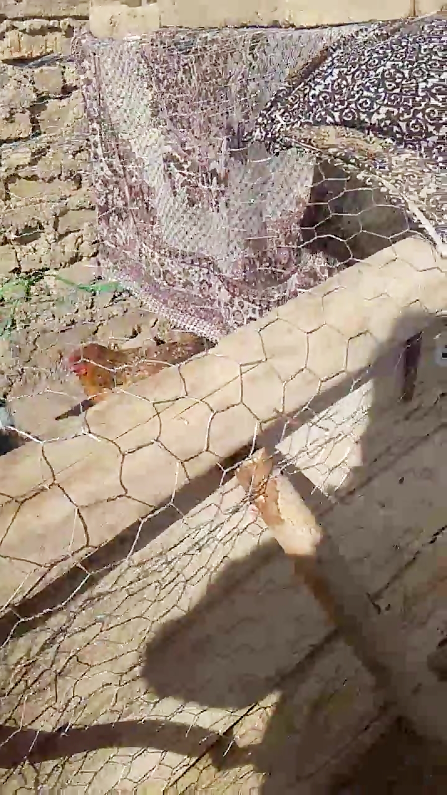 اموزش ساخت لانه برای مرغ و خروس و اردک