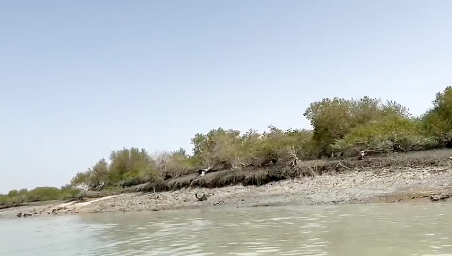 سفر به قشم جنگل حرا