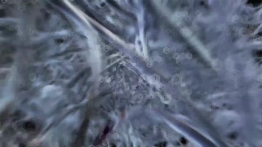 Using high-resolution fMRI to study human visual system