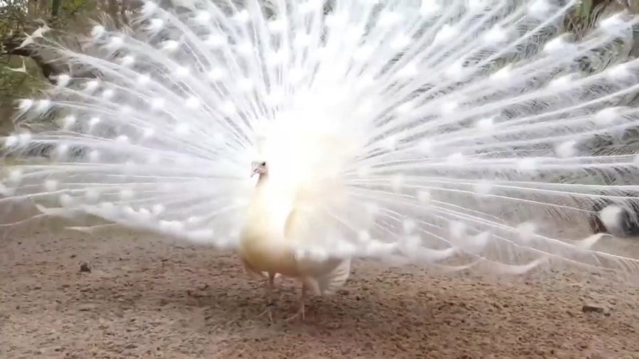 زیباترین طاووس های جهان