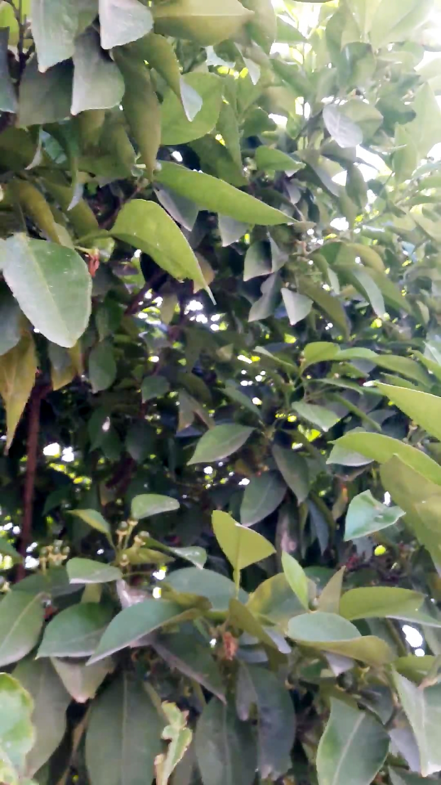 درخت نارنج