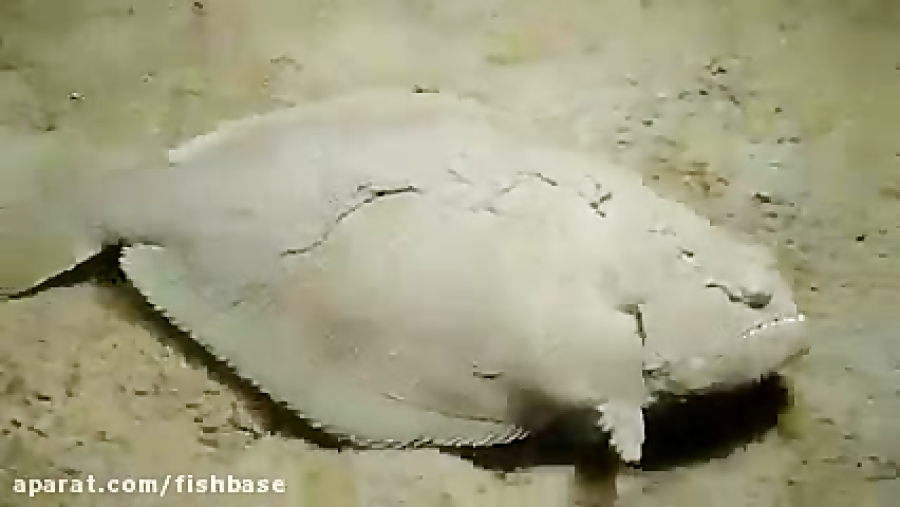 خانواده کفشک‌ماهیان تیزدندان: Psettodidae