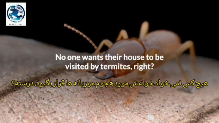 چگونه موریانه ها را بکشیم و برای همیشه از شر آنها خلاص شویم