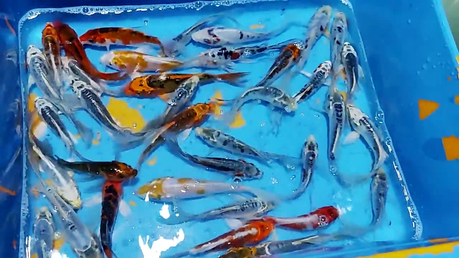 فروش ماهی کوی سایز12تا20سانت ،شهریور