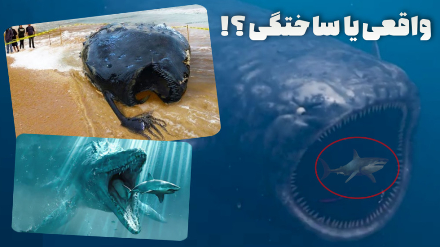 بزرگترین و عجیب ترین موجودات دریا