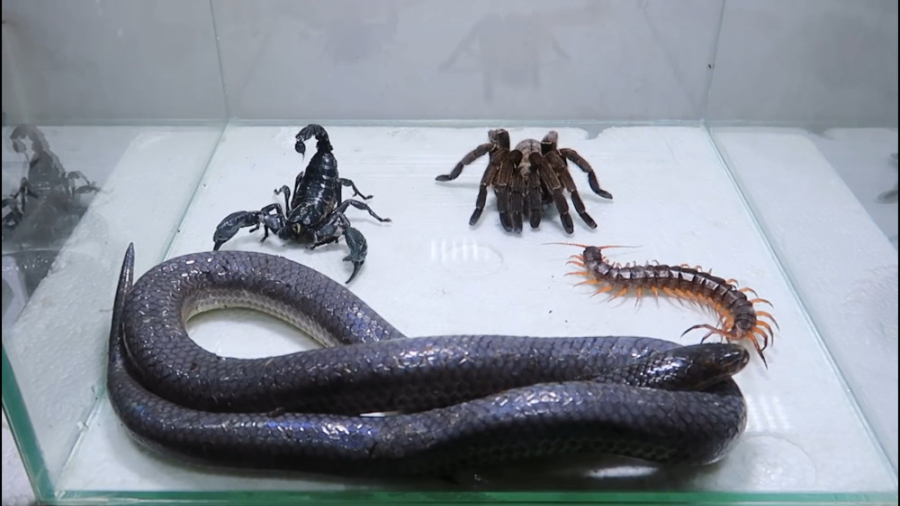 نبرد هیجان انگیز مار سمی - عقرب - رتیل - هزارپا