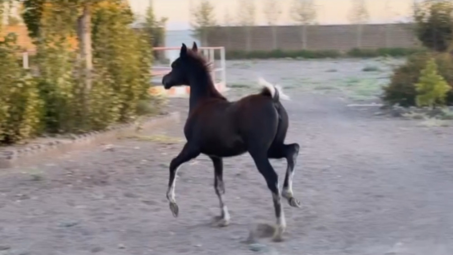 کره اسب اصیل عرب با گام های جذاب