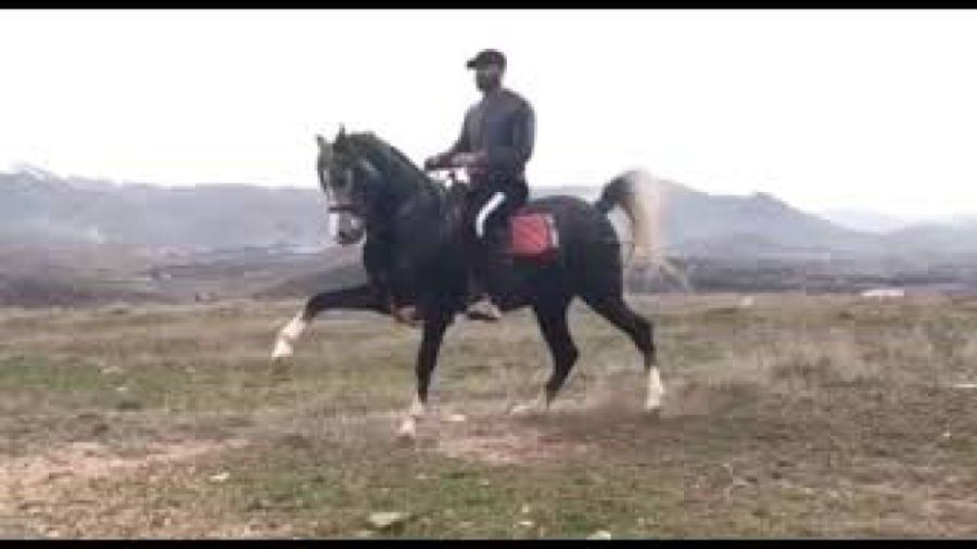 اسب اصیل - کلیپ اسب ها - سروک نریان زیبا و اصیل کـُـرد