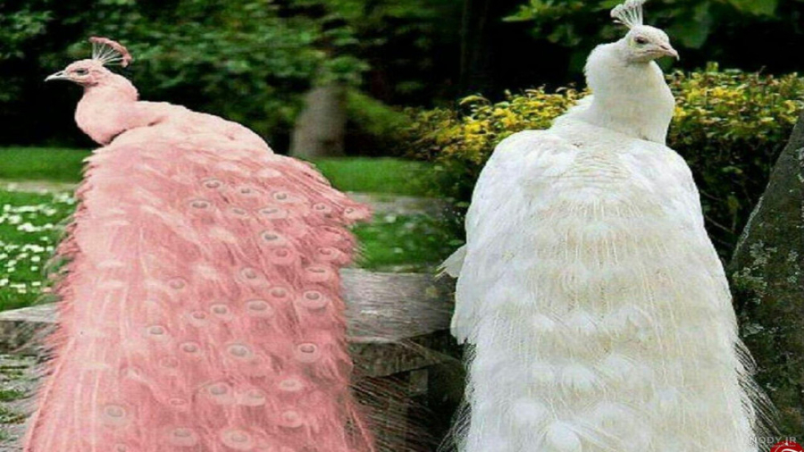 زیباترین طاووس های جهان