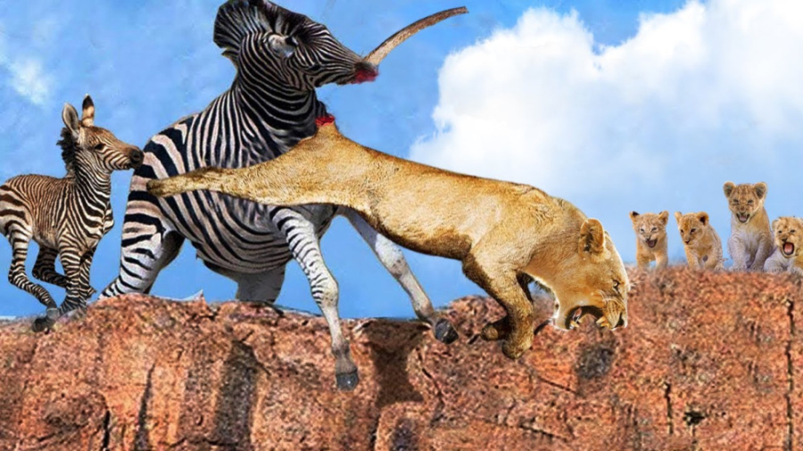 گورخر و شیر - جنگ بین گورخر و شیر - نبرد حیوانات وحشی