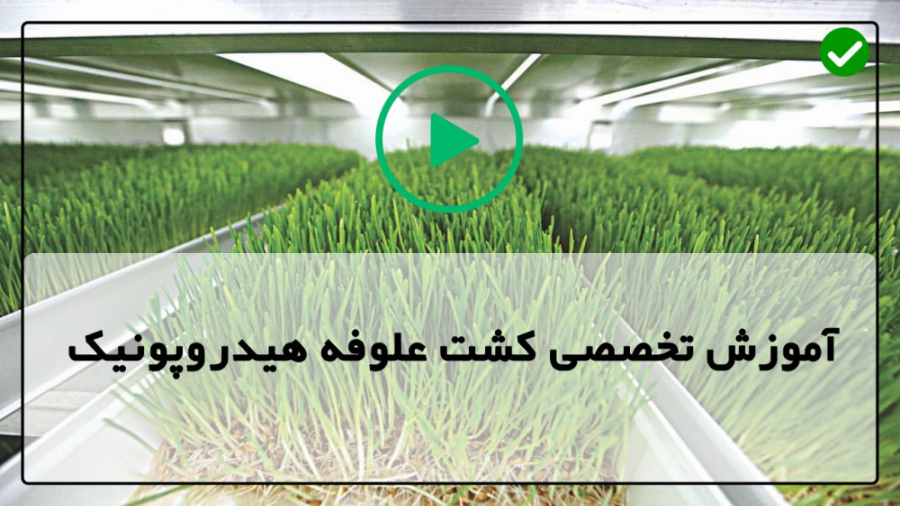 آموزش کاشت هیدروپونیک سینی کشت علوفه هیدروپونیک اندازه مصرف کودهای مایع
