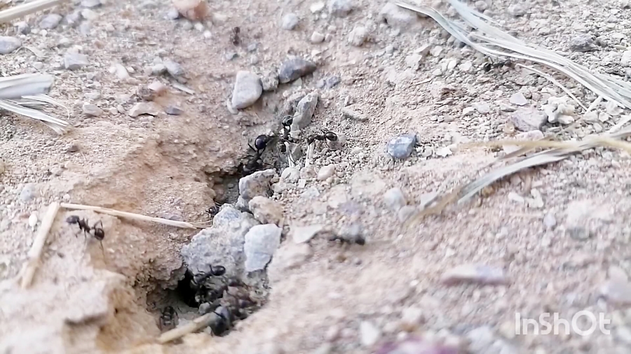 لانه سازی مورچه ها