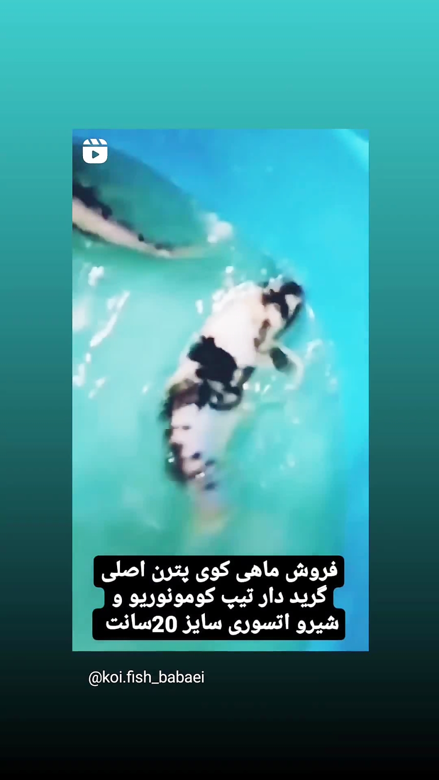 فروش ماهی کوی کلکسیونی پترن شوسویی