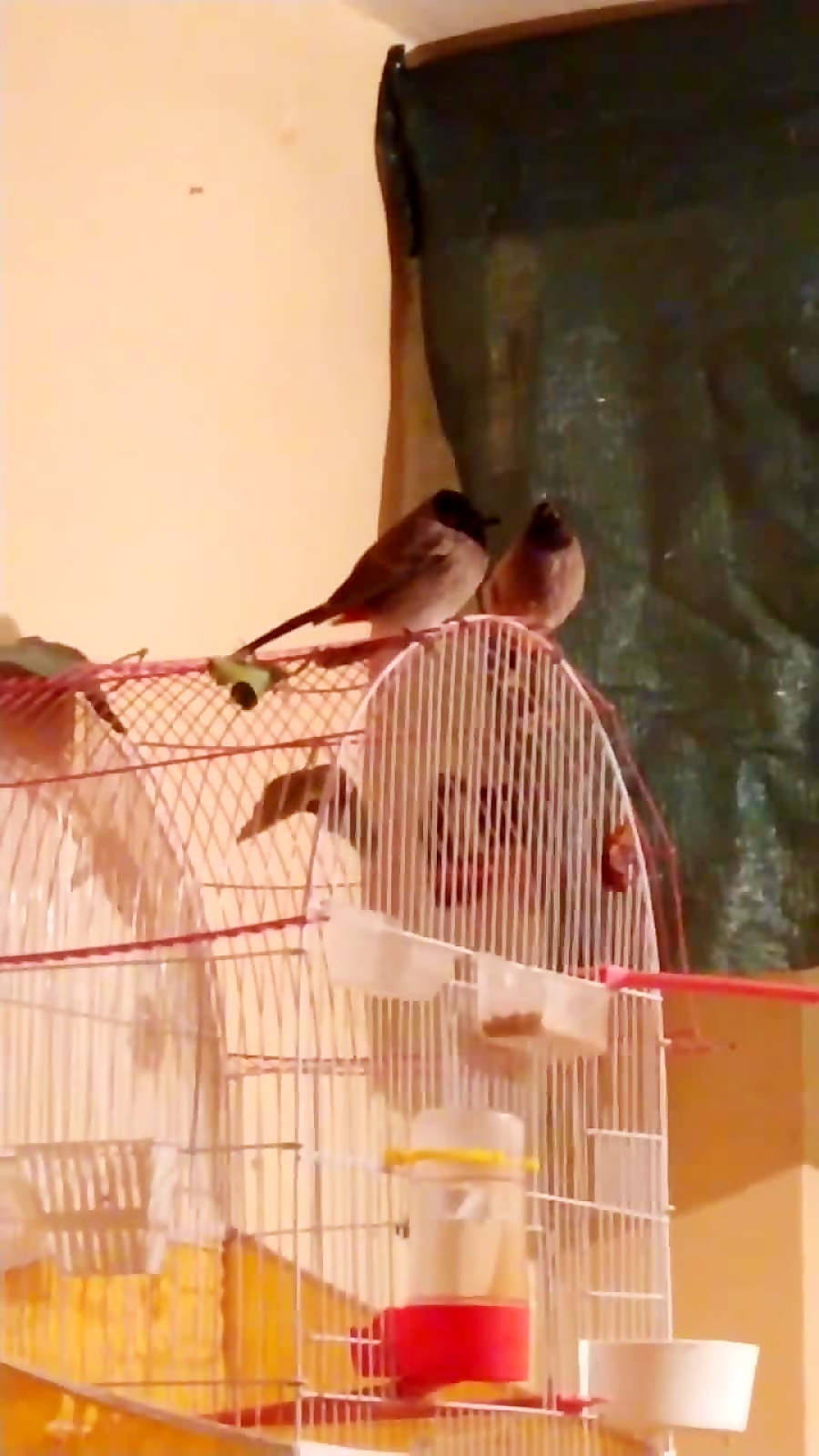 جوجه بلبل خرما