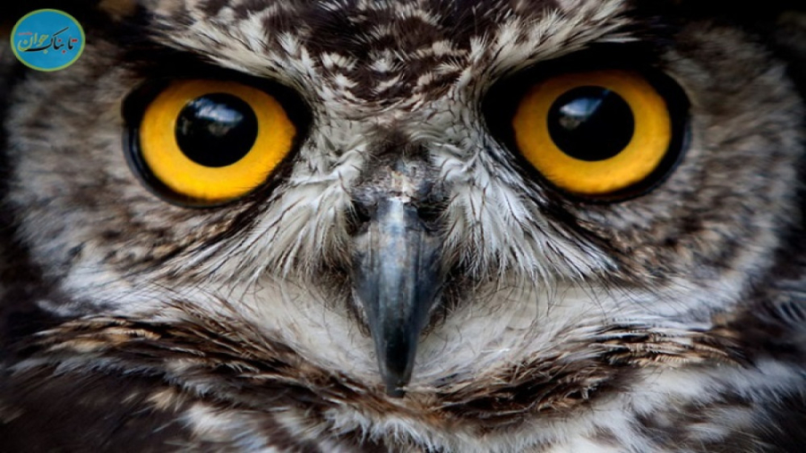 صحنه های بسیار جالب و دیدنی از نحوه شکار و زندگی انواع جغد ها