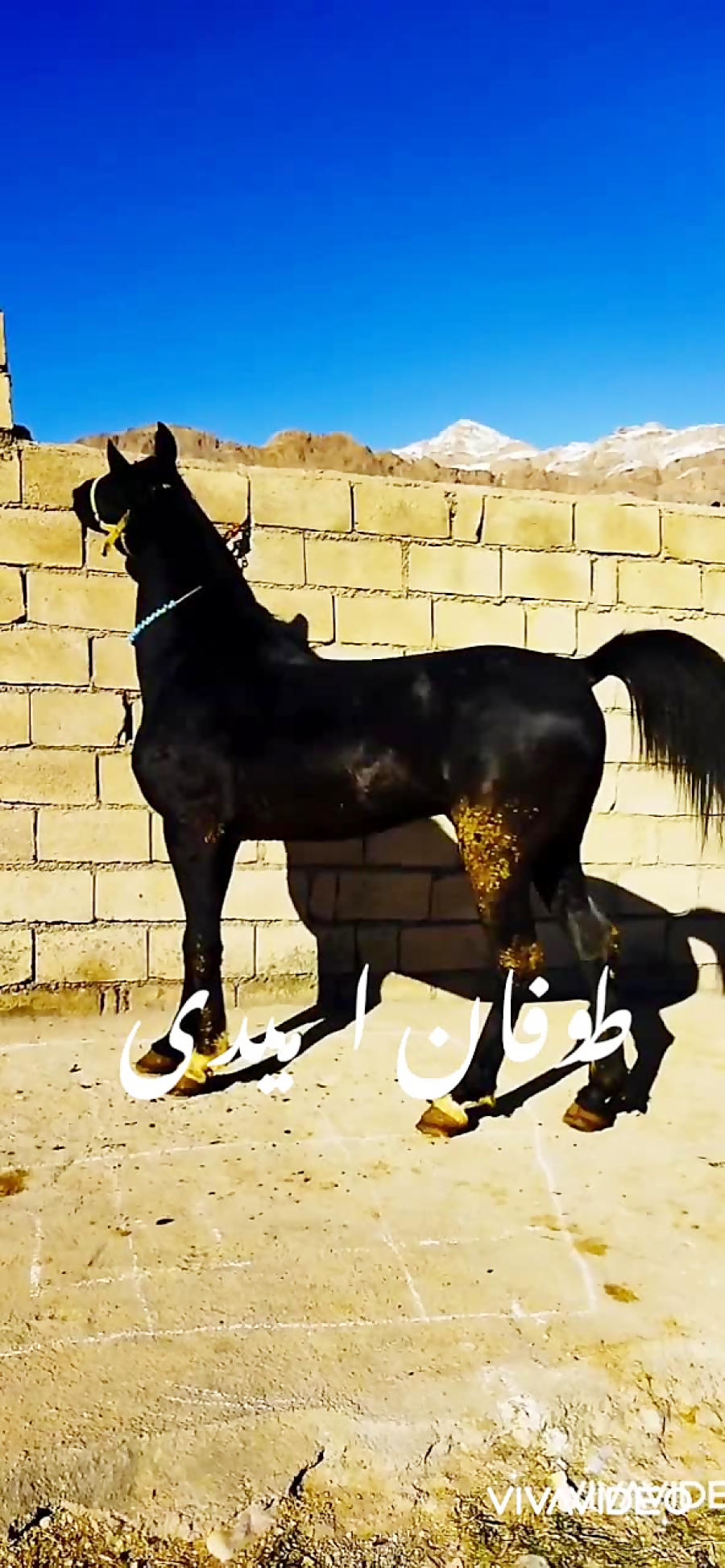 اسب سیلمی طوفان امیدیx