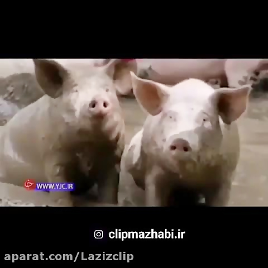 چرا گوشت خوک حرام هست؟