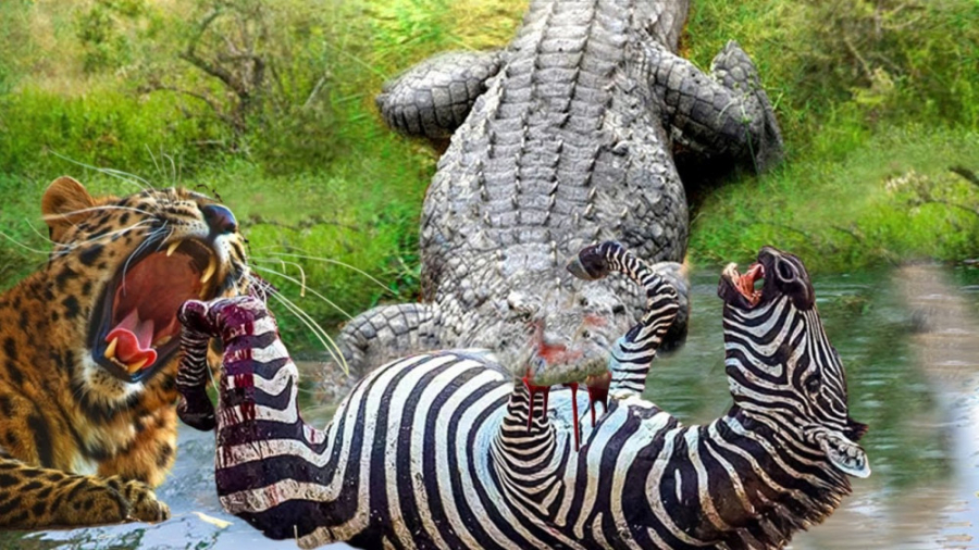 شکار گورخر توسط حیوانات وحشی - جنگ حیات وحش - نبرد 2023