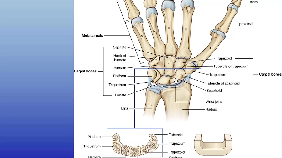 استخوان های دست (Hand/manus bones)