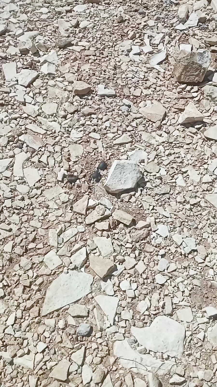 عشق بازی گازولک قهرمان