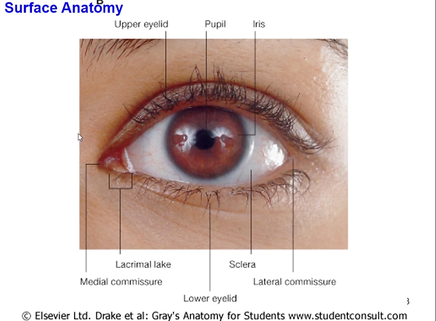 Orbital Cavity and Eye 2