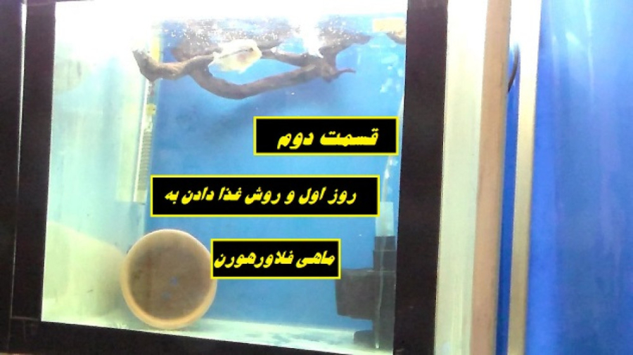 هد دار کردن فلاور هورن-قسمت دوم