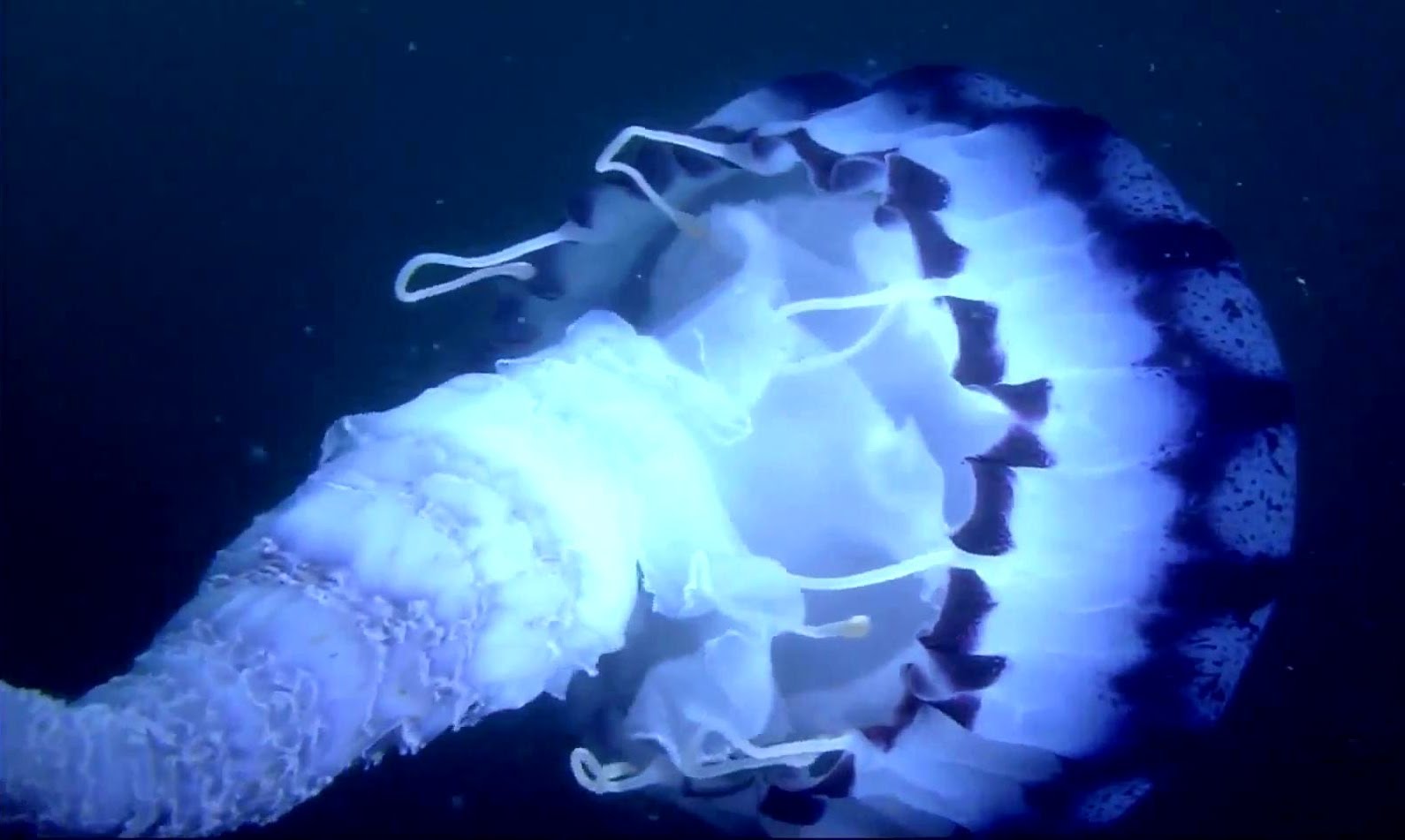 Beautiful Nature - Deep Sea 1080p HD