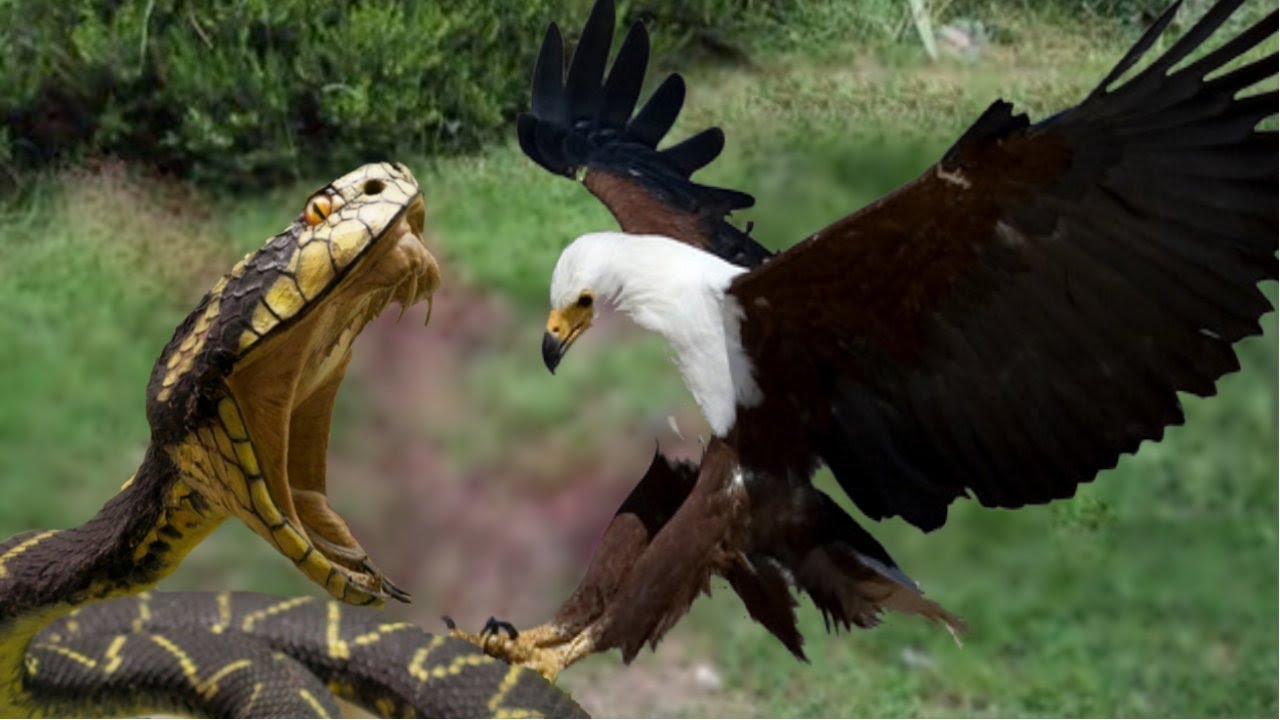eagle attacks snake - eagle vs snake real fight
