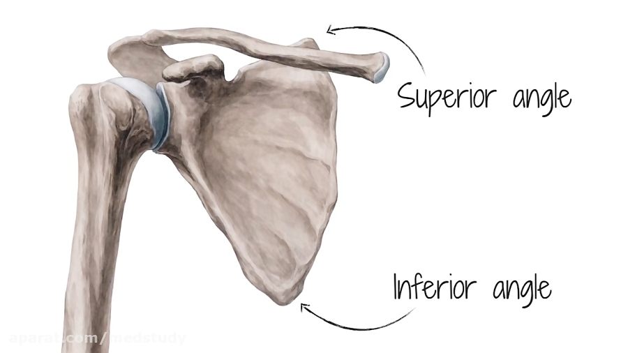 Scapula - Anatomy, Definition and Function - Human Anatomy