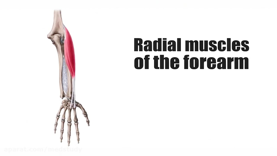 Radial muscles of the forearm (preview) - Human Anatomy | Kenhub