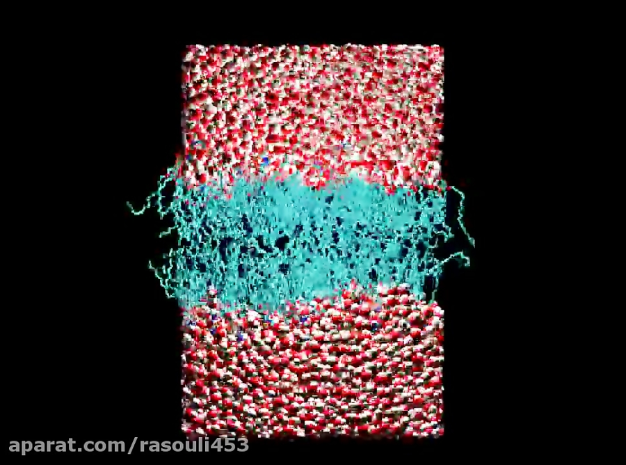 Molecular Dynamics simulation of a lipid bilayer and water.