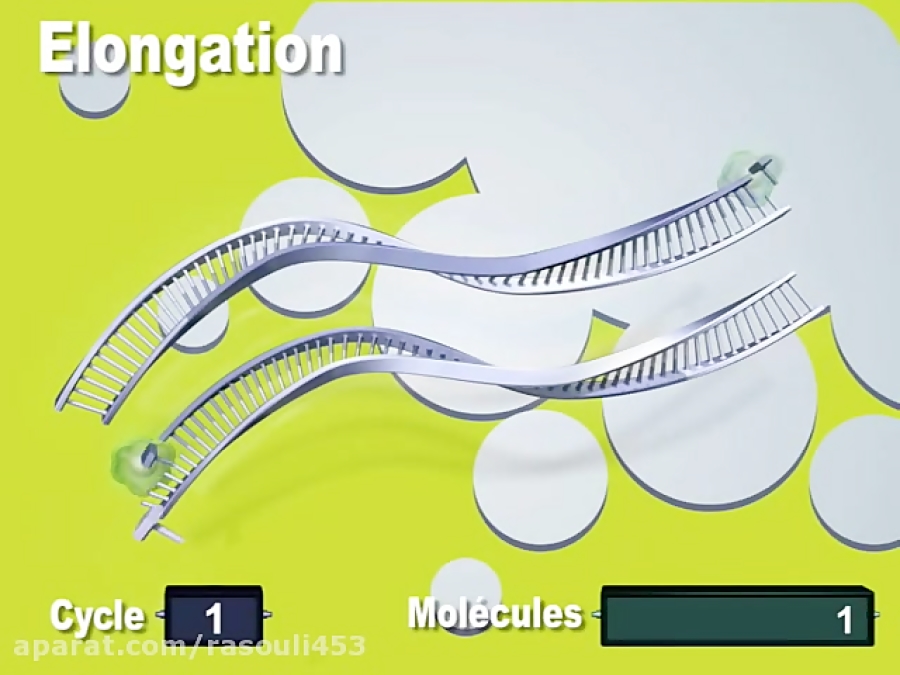 PCR and Real-time PCR Animation / Animation PCR et PCR en temps réel