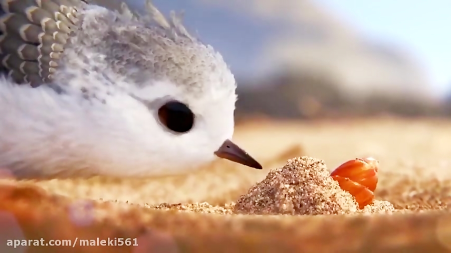 Piper Short Film by Disney Pixar